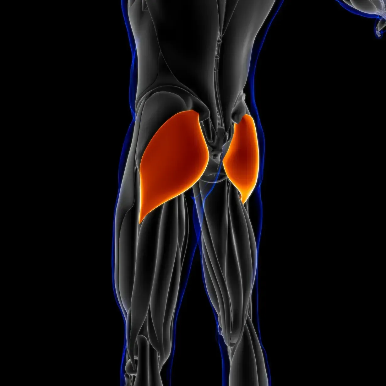 Proper execution video for Barbell squat