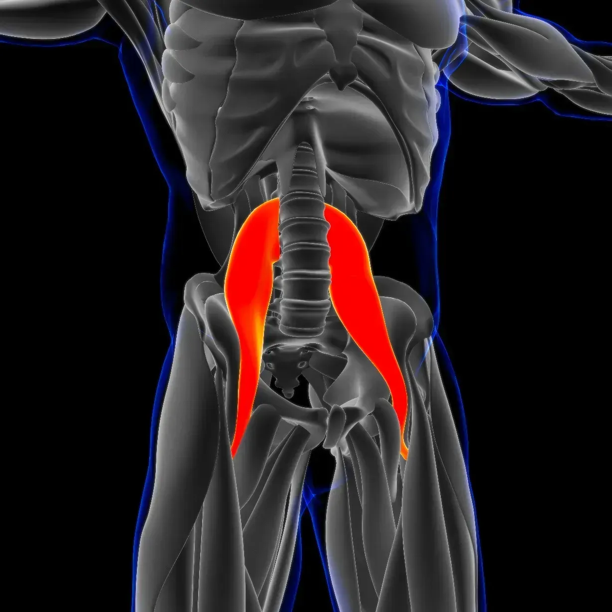 Proper execution video for Barbell squat