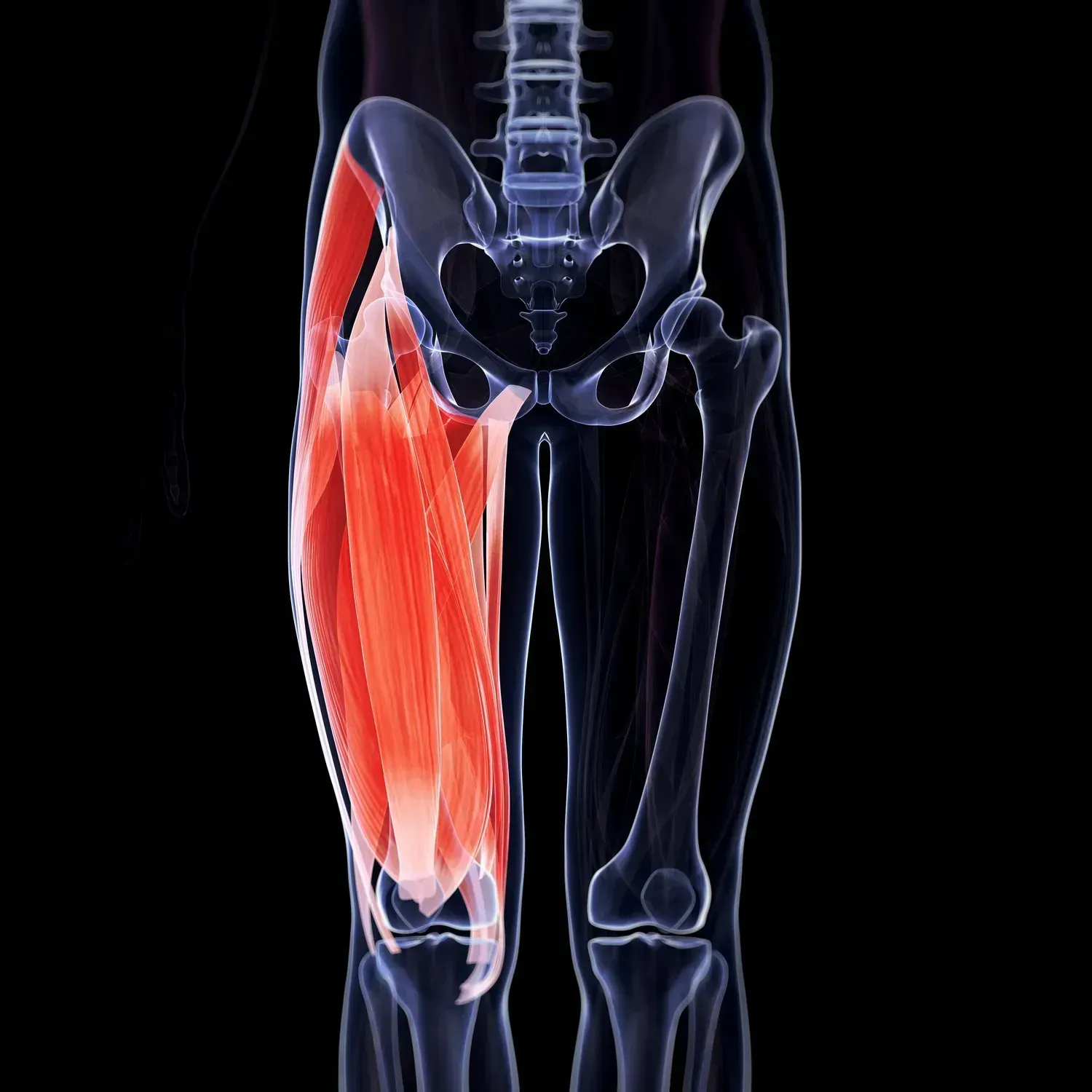 Proper execution video for Barbell squat