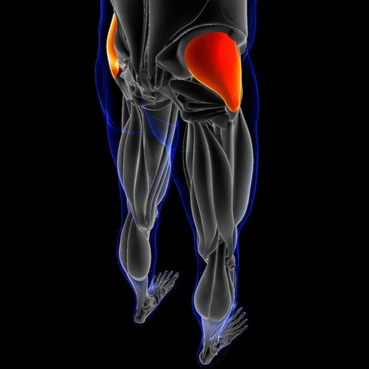 Proper execution video for Barbell squat